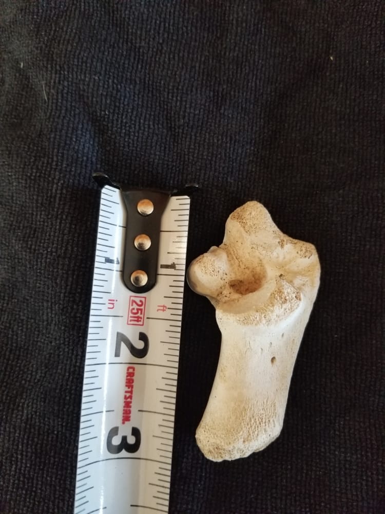 Identification – deer calcaneus - Saffron Walden Museum