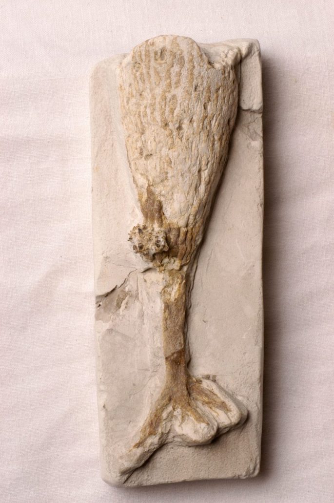 Identification - flint, fossil sponge - Saffron Walden Museum