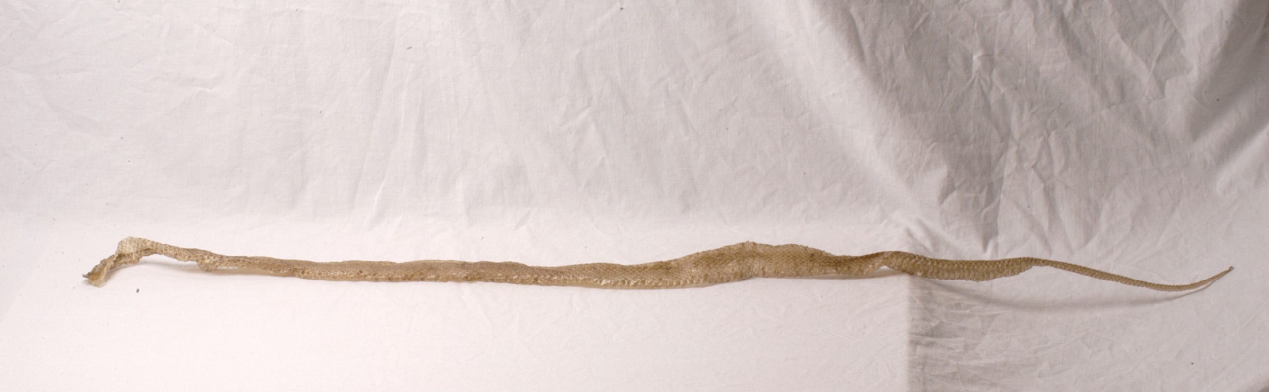 Object of the Month : May 2021 - Saffron Walden Museum