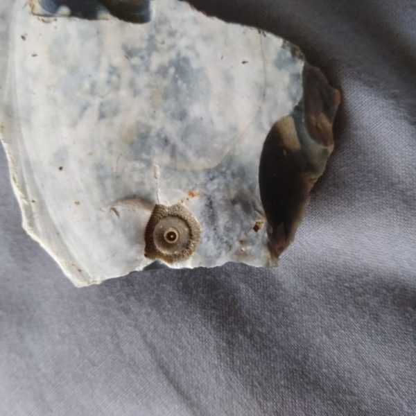 Identification - flint, fossil sponge - Saffron Walden Museum